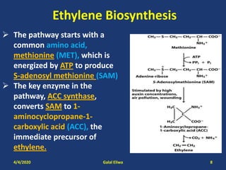 Plant growth regulators(Ethylene) | PDF