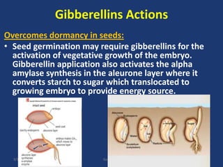 Plant growth regulators (gibberellins) | PDF