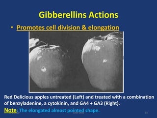 Plant growth regulators (gibberellins) | PDF