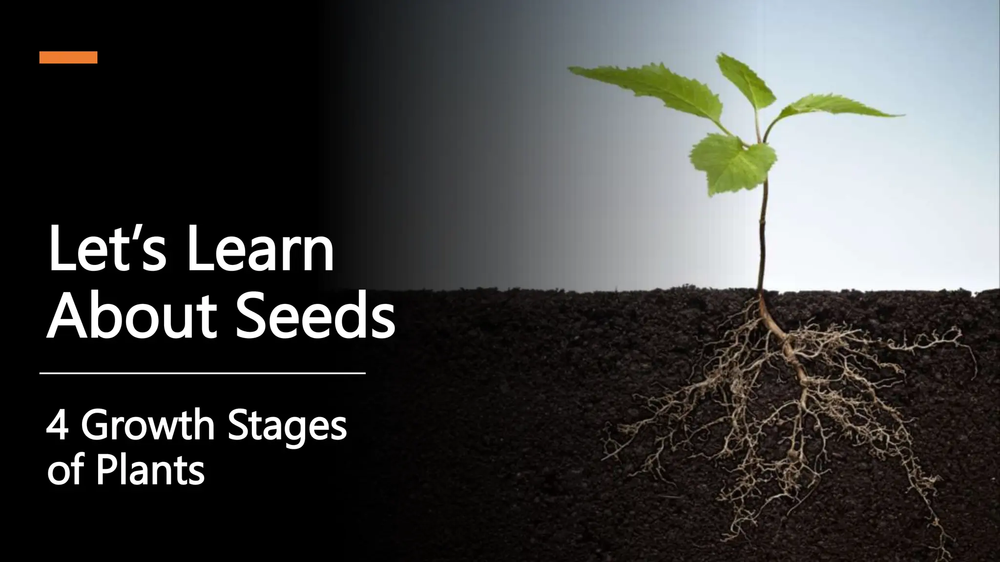 Plant Growth Stages Teacher Slidefths.pptx