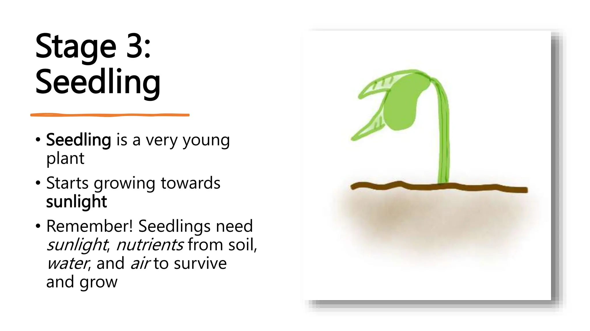 Plant Growth Stages Teacher Slidefths.pptx