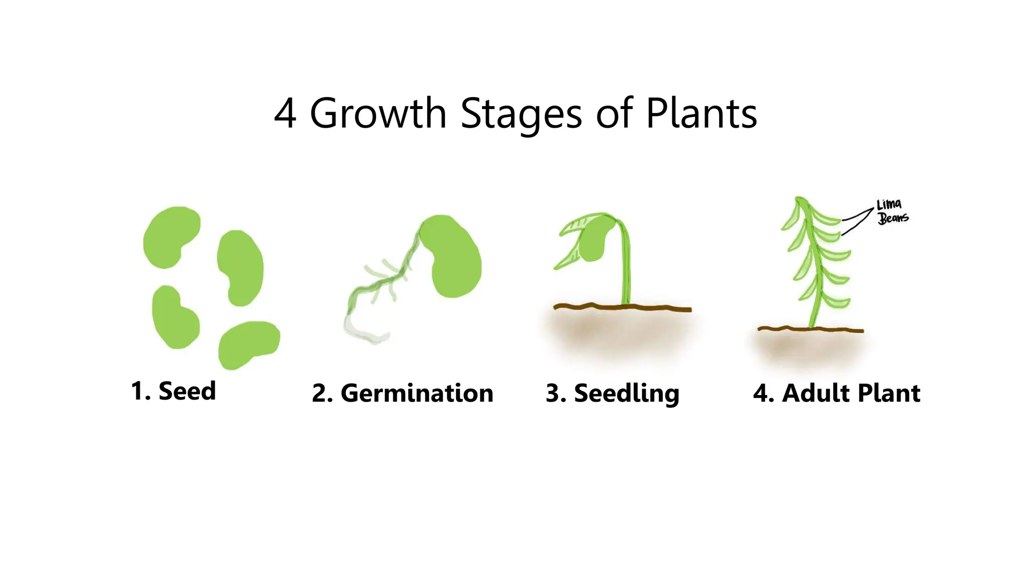 Plant Growth Stages Teacher Slidefths.pptx