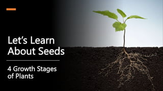 Plant Growth Stages Teacher Slidefths.pptx