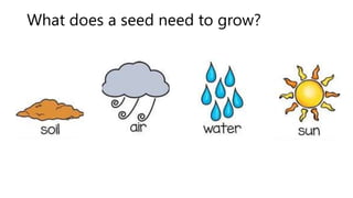 Plant Growth Stages Teacher Slidefths.pptx