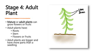 Plant Growth Stages Teacher Slidefths.pptx