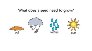 Plant Growth Stages Teacher Slidefths.pptx