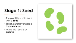 Plant Growth Stages Teacher Slides.pptx Slides | PPTX