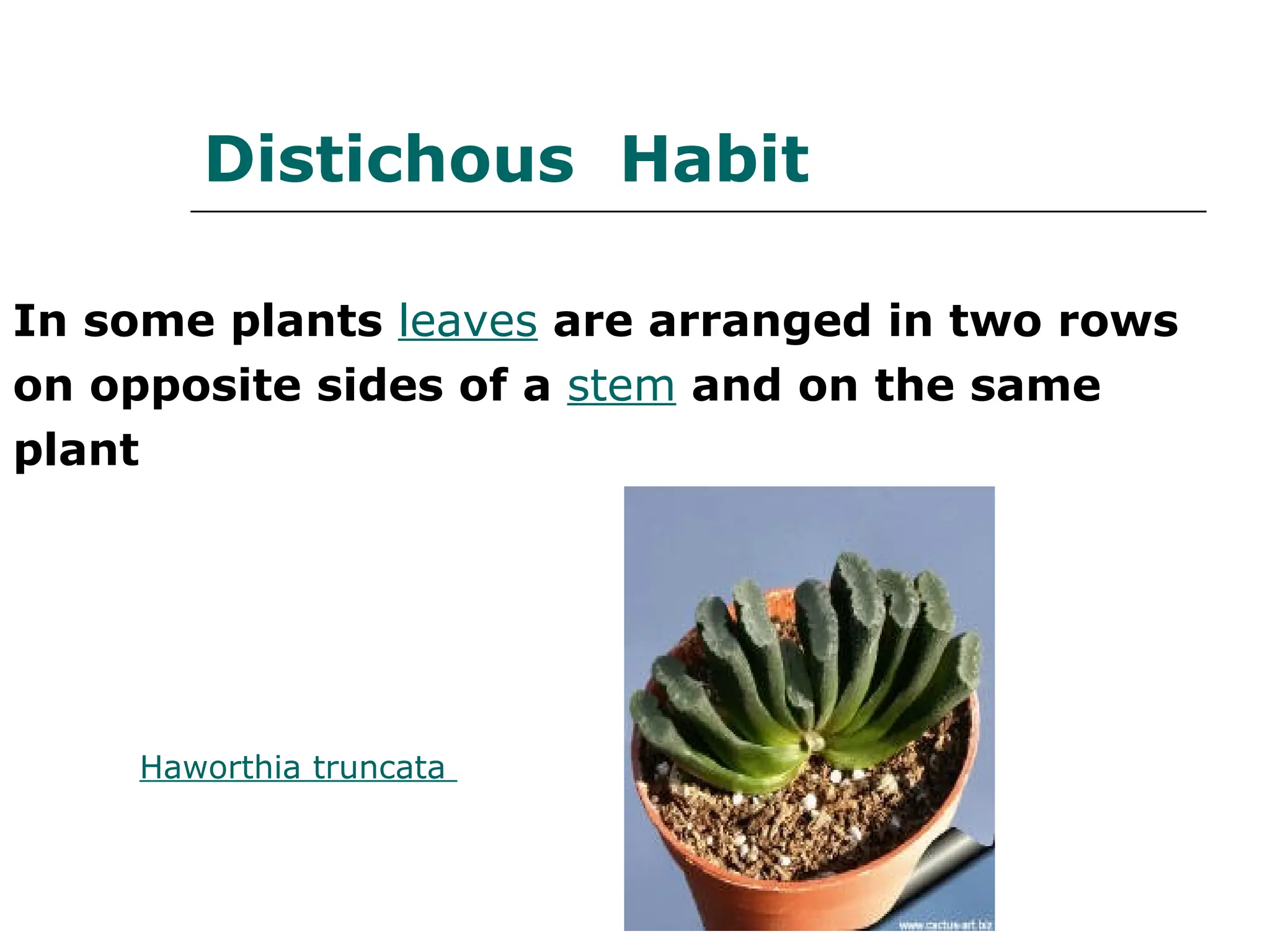 Plant Habit ....Plant Habit ..... How plants grow in different forms | PPT