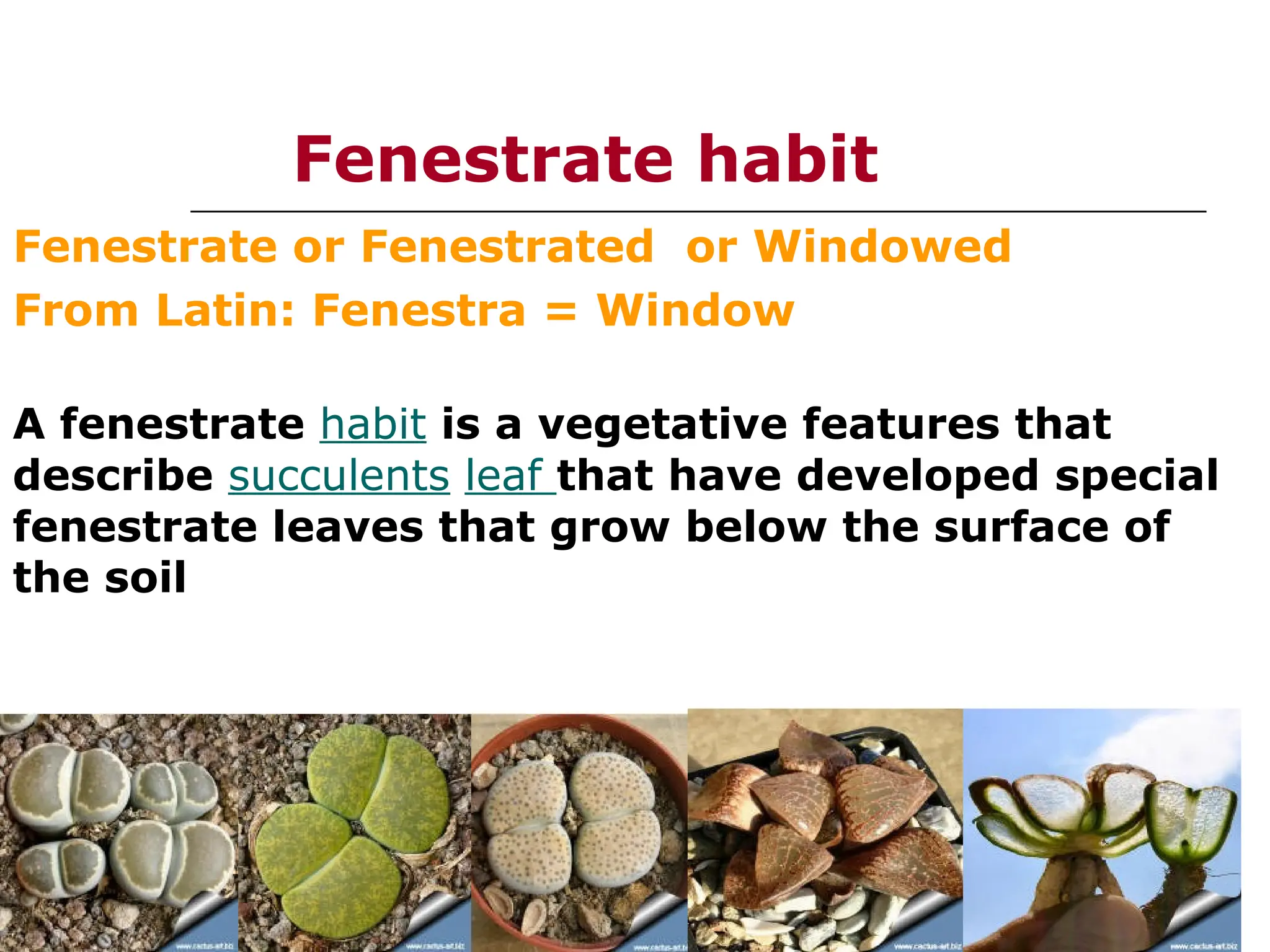 Plant Habit ....Plant Habit ..... How plants grow in different forms | PPT