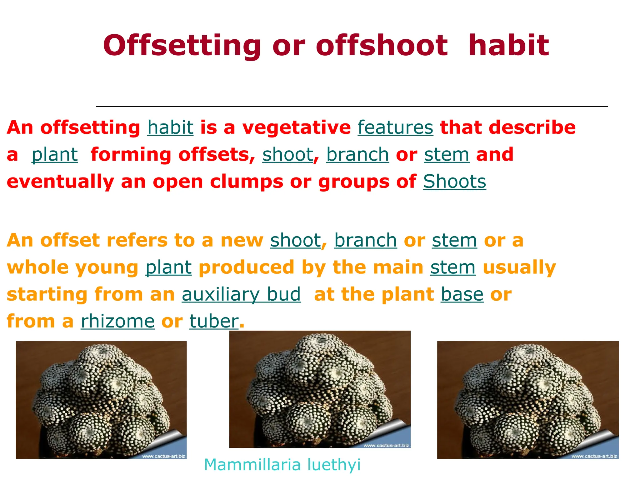 Plant Habit ....Plant Habit ..... How plants grow in different forms | PPT