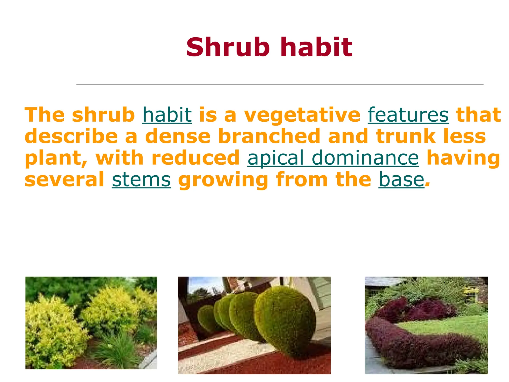 Plant Habit ....Plant Habit ..... How plants grow in different forms | PPT