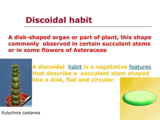 Plant Habit ....Plant Habit ..... How plants grow in different forms | PPT