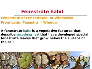 Plant Habit ....Plant Habit ..... How plants grow in different forms | PPT
