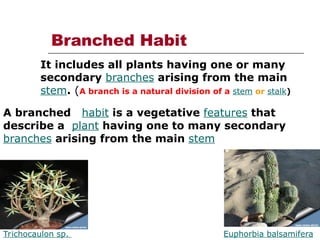 Plant Habit ....Plant Habit ..... How plants grow in different forms | PPT