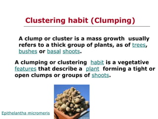 Plant Habit ....Plant Habit ..... How plants grow in different forms | PPT