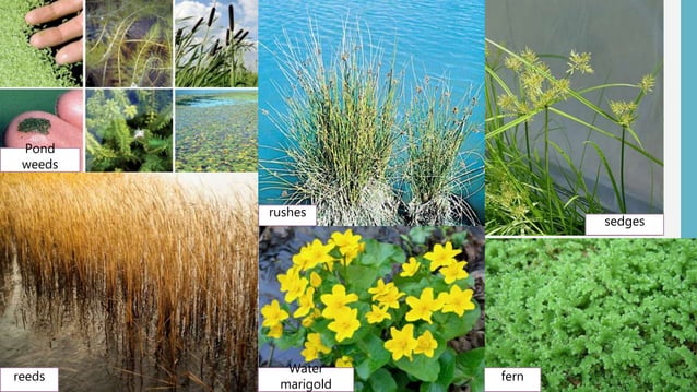 Plant habitats | PPTX | Gardening | Home & Garden