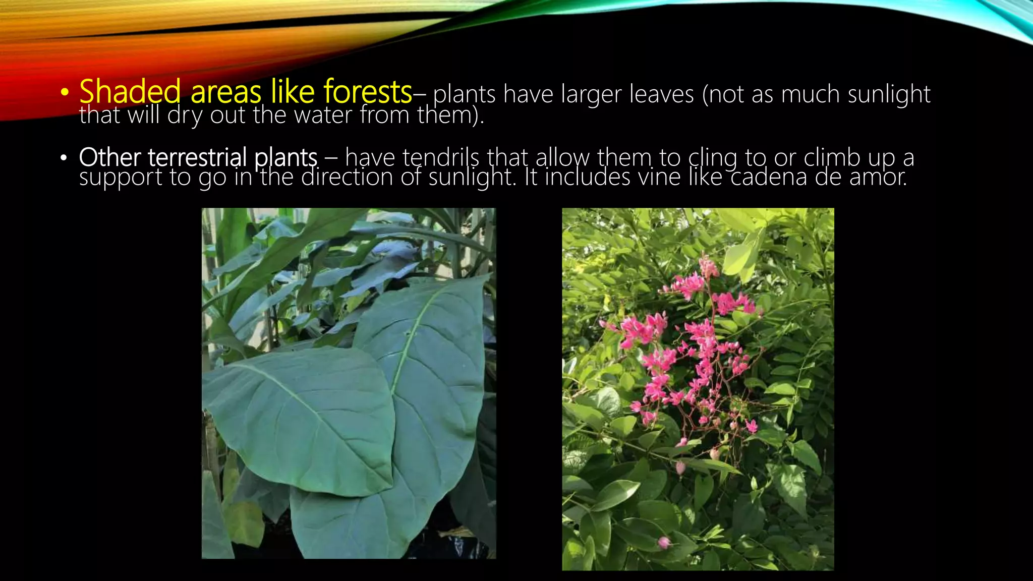 Plant habitats | PPTX