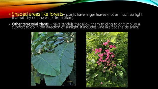 Plant habitats | PPTX