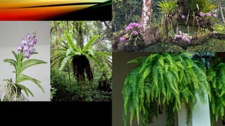 Plant habitats | PPTX