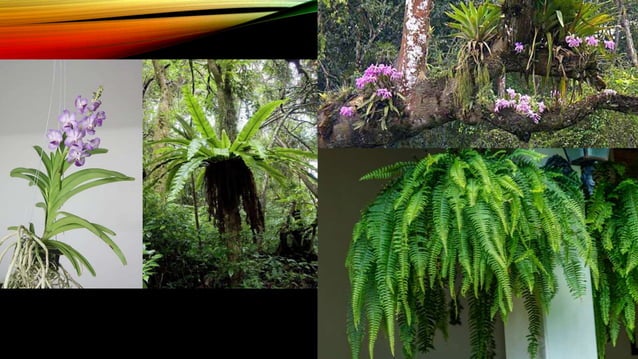 Plant habitats | PPTX