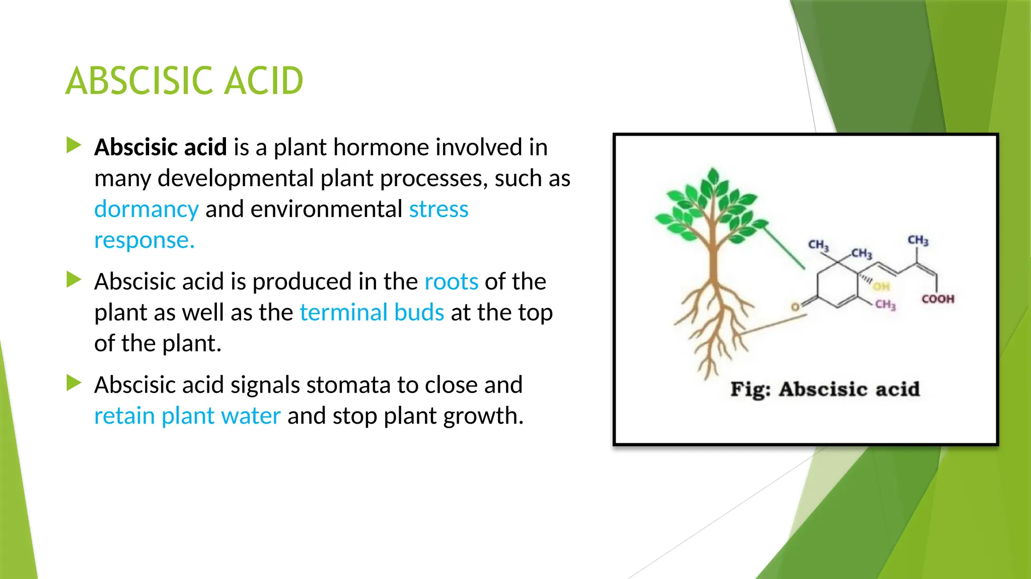 plant harmone- abscisic acid & ethylene and mechanism of action | PPTX
