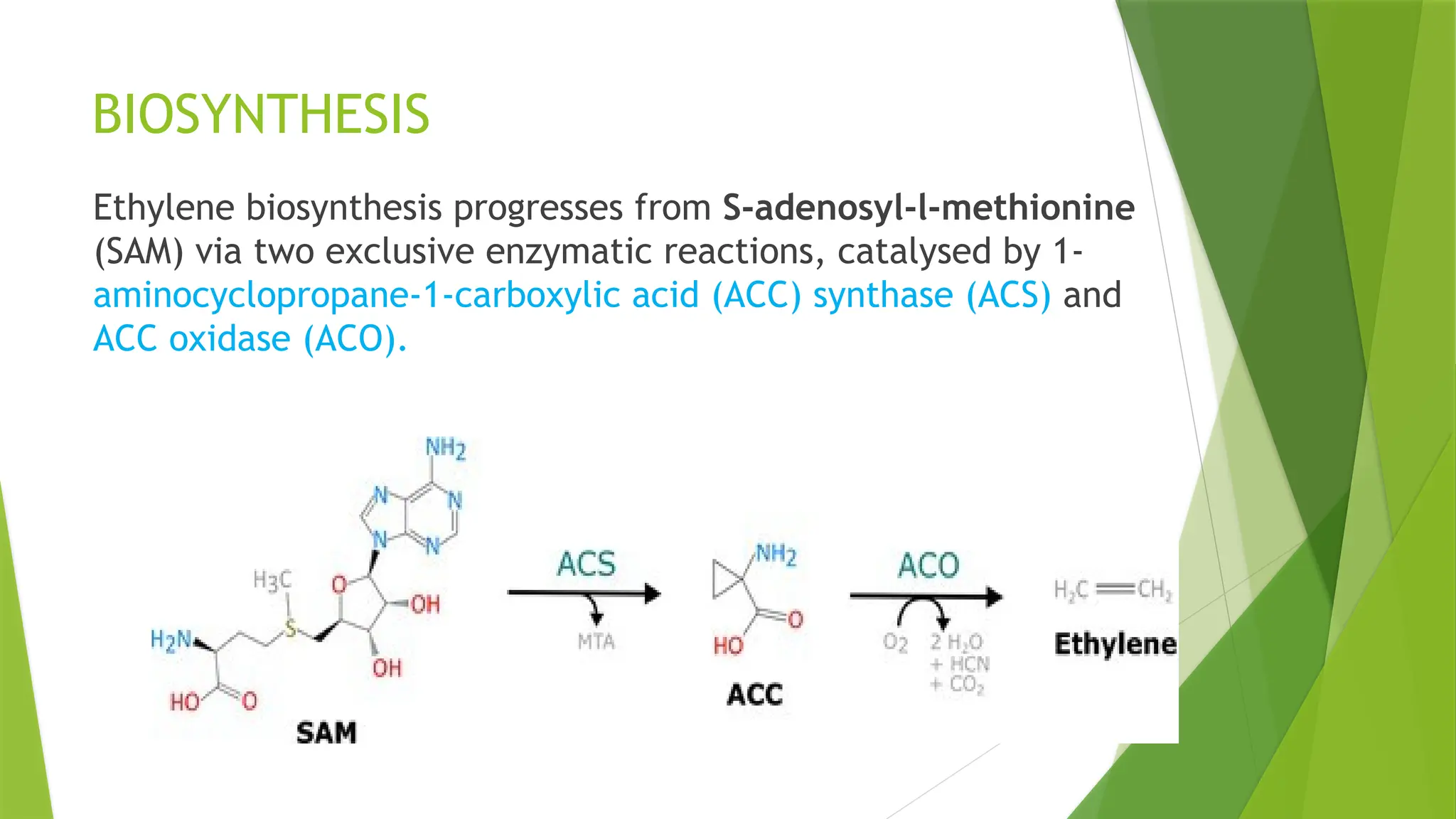 plant harmone- abscisic acid & ethylene and mechanism of action | PPTX