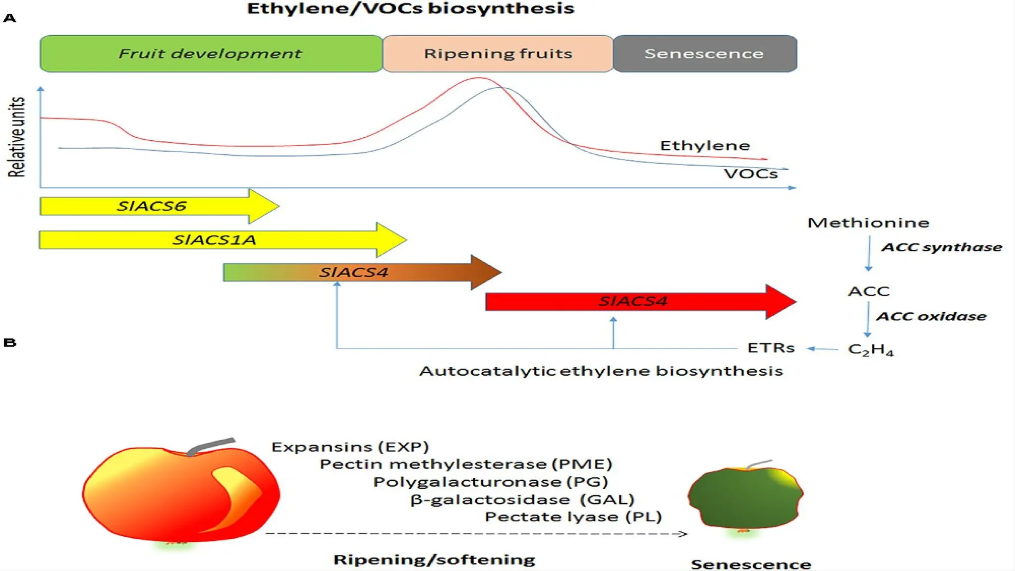 plant harmone- abscisic acid & ethylene and mechanism of action | PPTX