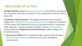plant harmone- abscisic acid & ethylene and mechanism of action | PPTX