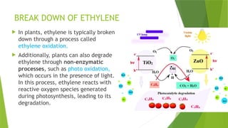 plant harmone- abscisic acid & ethylene and mechanism of action | PPTX