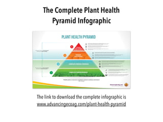Plant Health Pyramid | PDF