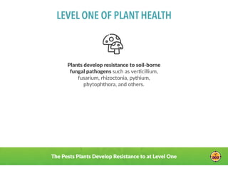 Plant Health Pyramid | PDF