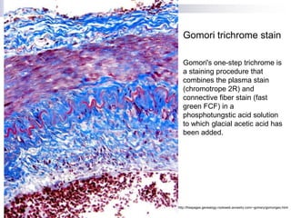 Plant histology | PDF