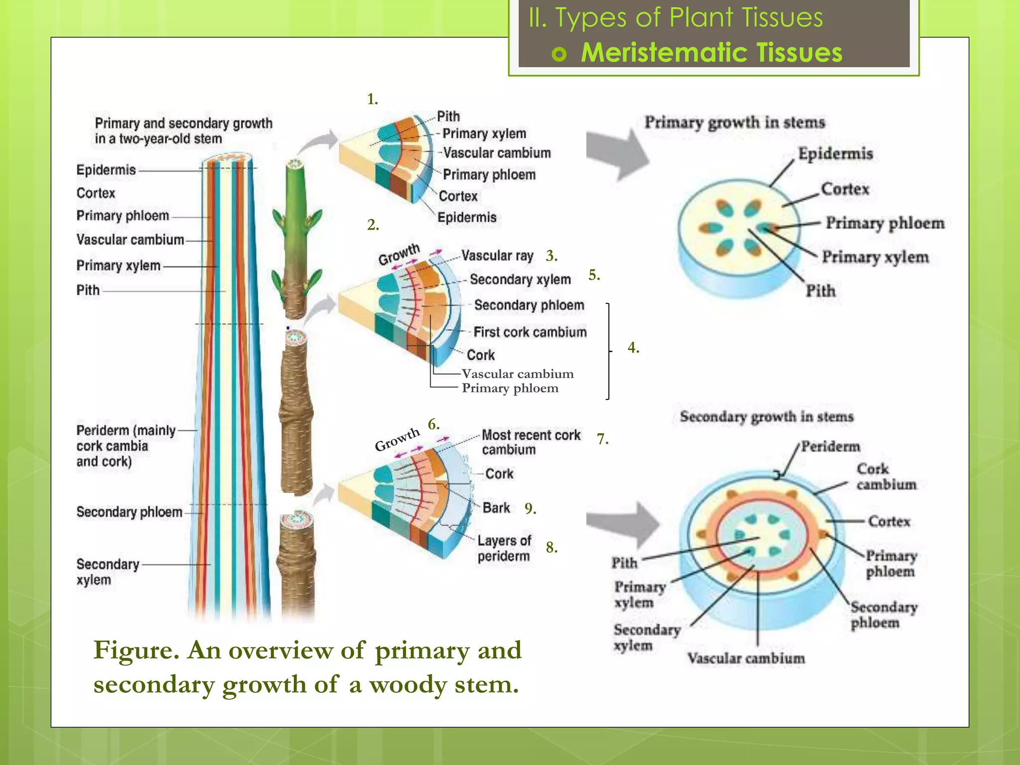 Plant histology | PPTX