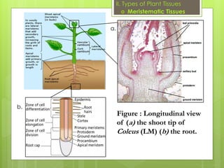 Plant histology | PPTX