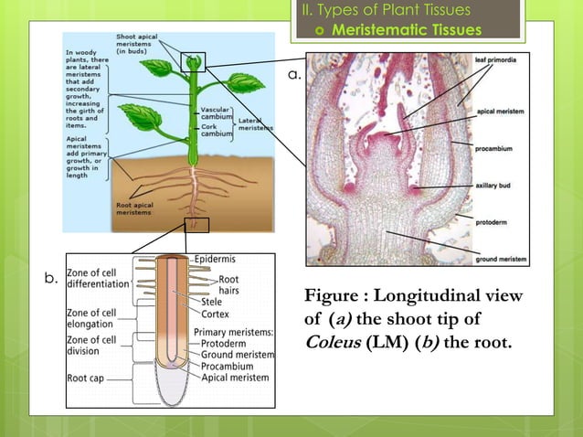 Plant histology | PPTX