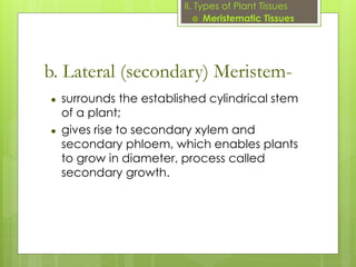 Plant histology | PPTX