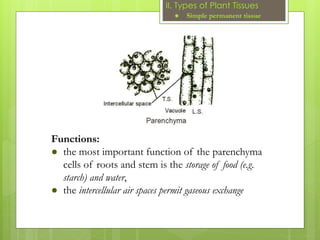Plant histology | PPTX