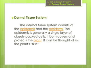 Plant histology | PPTX