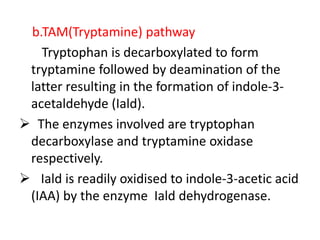 Plant hormone auxin | PPTX