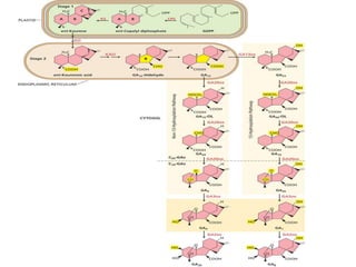 Plant hormone biosysnthesis and function amjad | PPTX