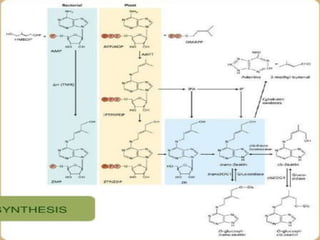 Plant hormone biosysnthesis and function amjad | PPTX