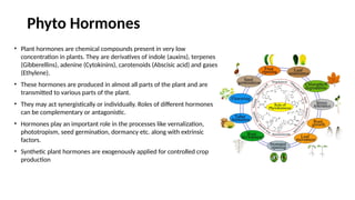 plant hormone role in seed germination and dormancy.pptx