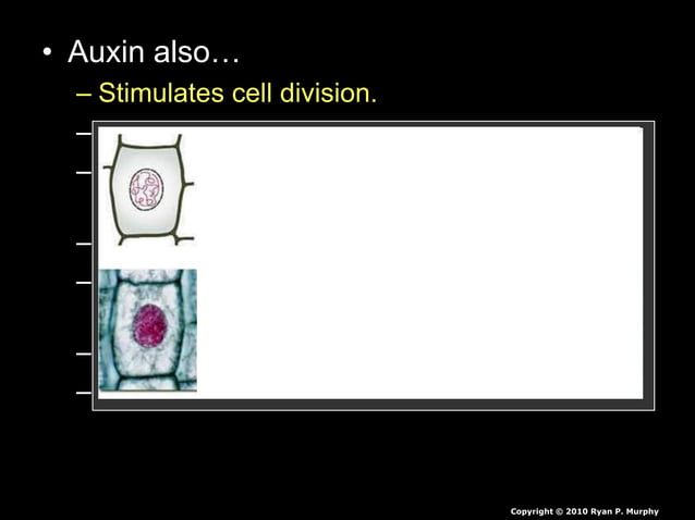 Plant Hormones, Botany, Biology Lesson PowerPoint | PPT