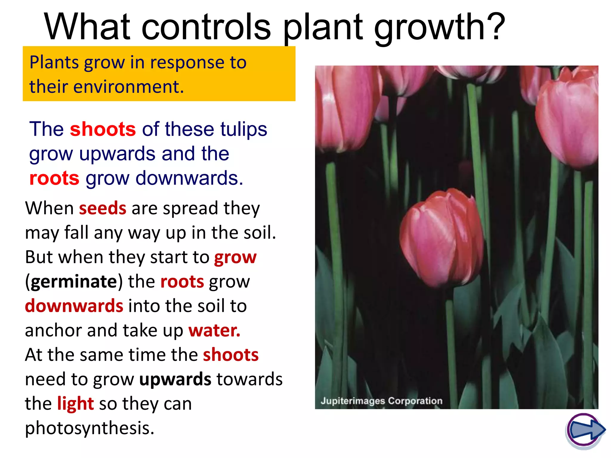 Plant hormones | PPTX