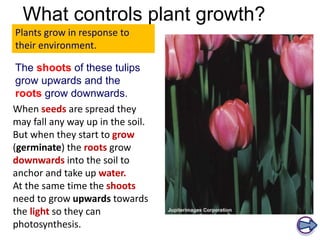 Plant hormones | PPTX