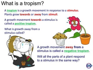 Plant hormones | PPTX