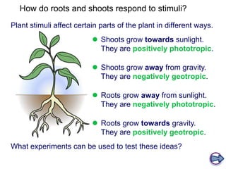 Plant hormones | PPTX