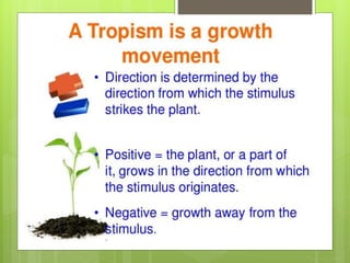 Plant hormones | PPTX