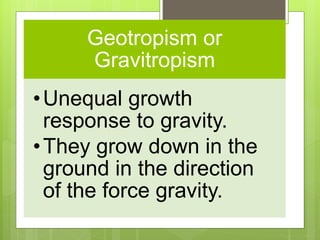 Plant hormones | PPTX