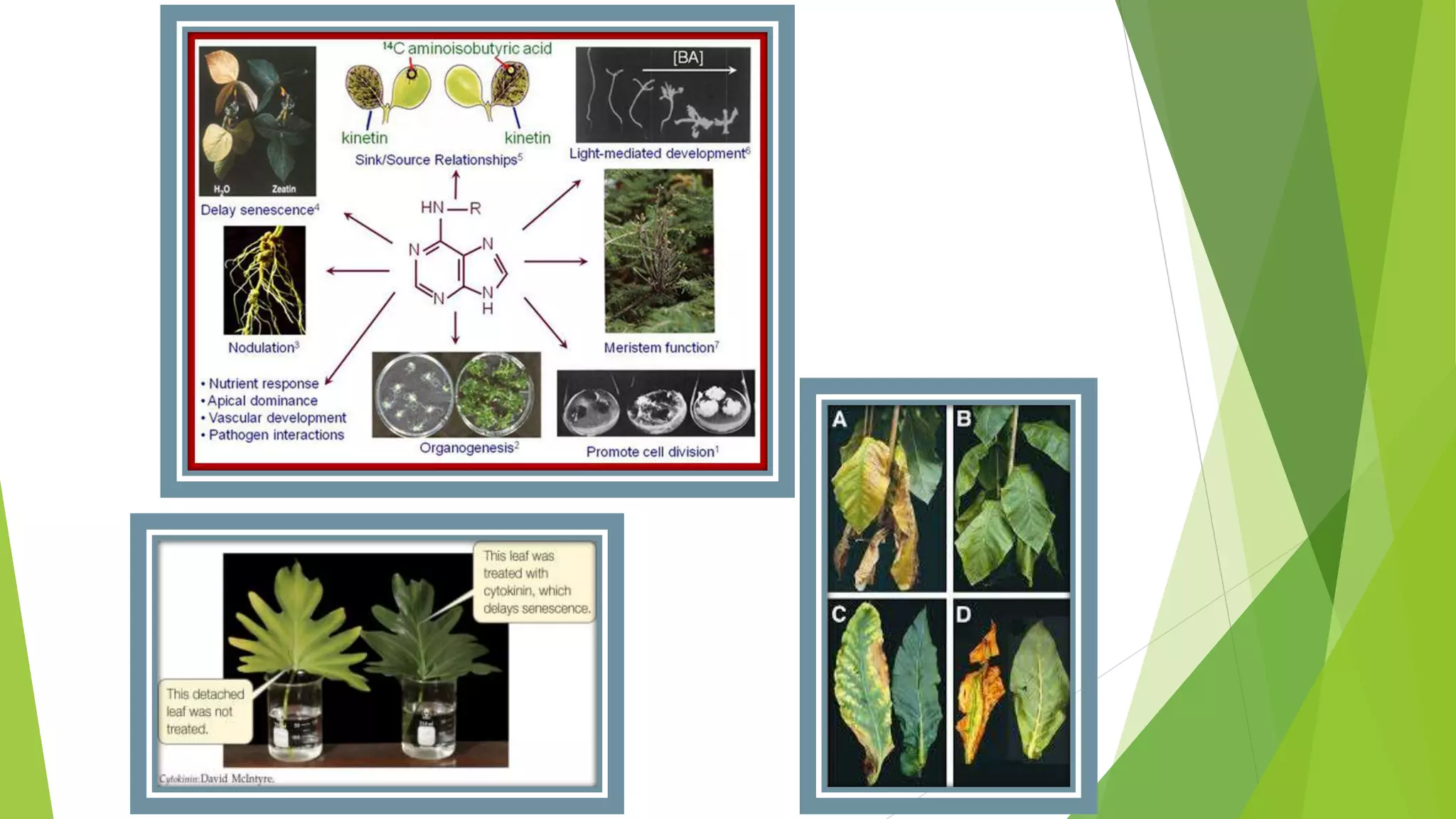 Plant hormones or growth regulators | PPT